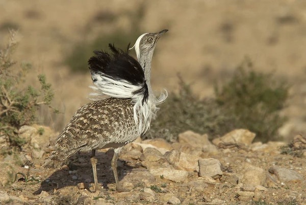 El Cabildo promueve la conservación de la hubara con control ...